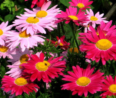 PYRETHRUM ROBINSON'S MIX Chrysanthemum Coccineum - 500 Bulk Seeds | eBay