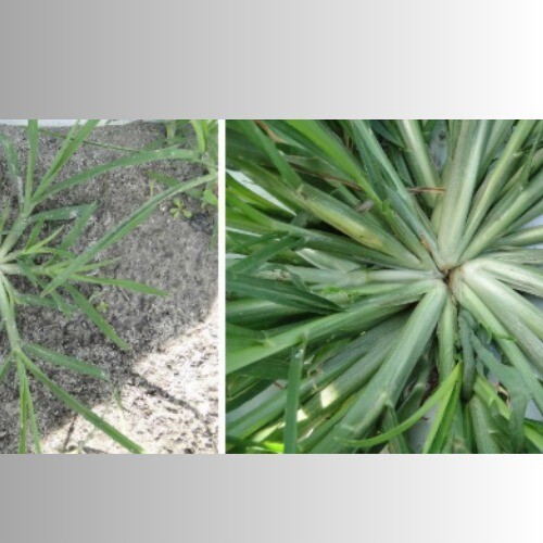 Dried Goose Grass Paragis Plant Eleusine dry Herb Natural Organic ...