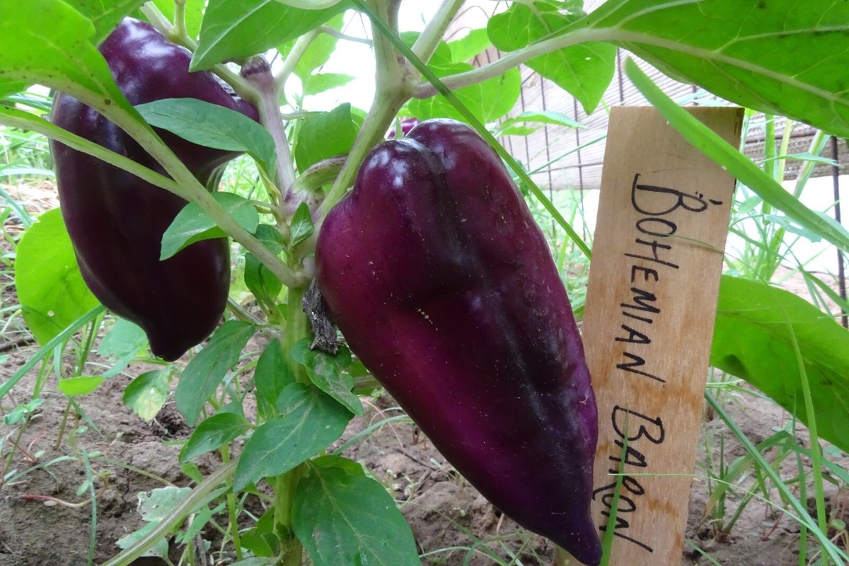 Purple Bell Pepper Plant