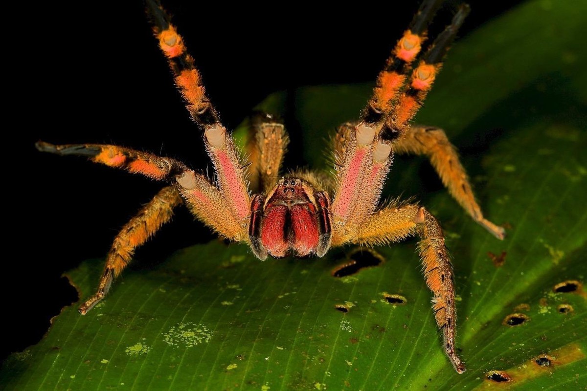 Brazilian Wandering Spider Taxonomy