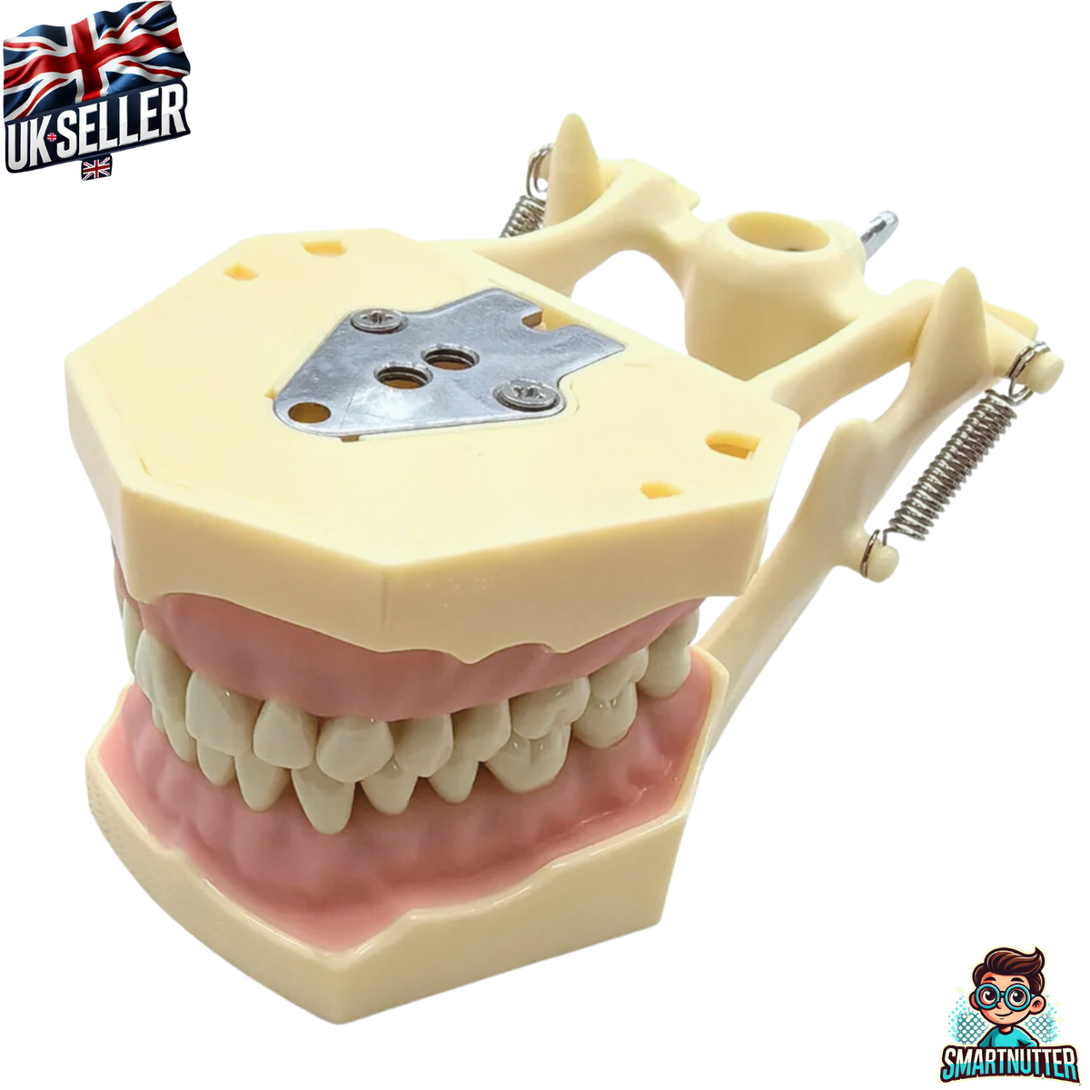 Tooth Model Dental Typodont Teeth Study Teach Implant Endo Caries ...