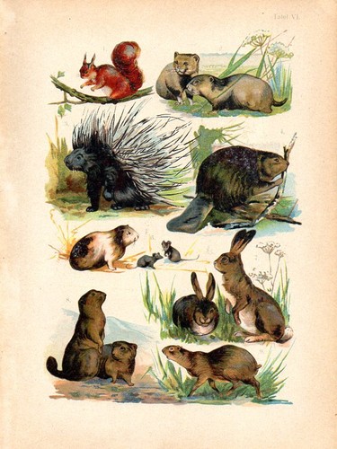 1890 MARTIN LITHOGRAPH squirrel, marmot, porcupine, hare, dormouse ...
