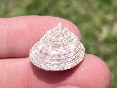 Egypt Fossil Gastropod Perotrochus aegypticus Pleistocene Age Shell | eBay