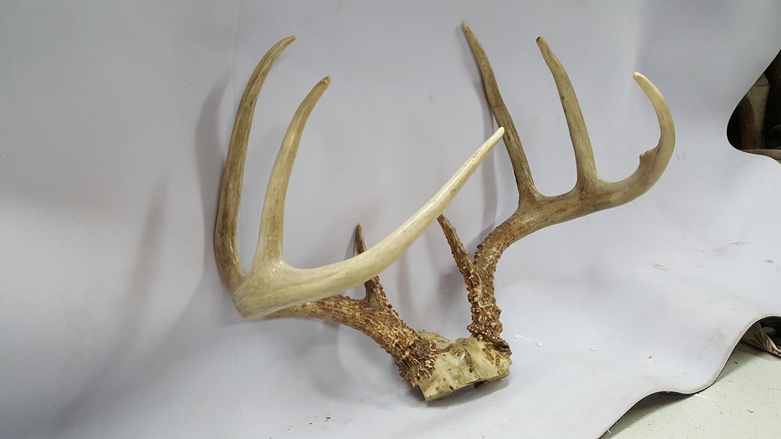 17-0" wide 4x4 WHITETAIL DEER RACK Antlers mule mount taxidermy elk ...