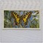 Brooke Bond British Butterflies #28 Swallow-Tail Tea Card (CC121) | eBay