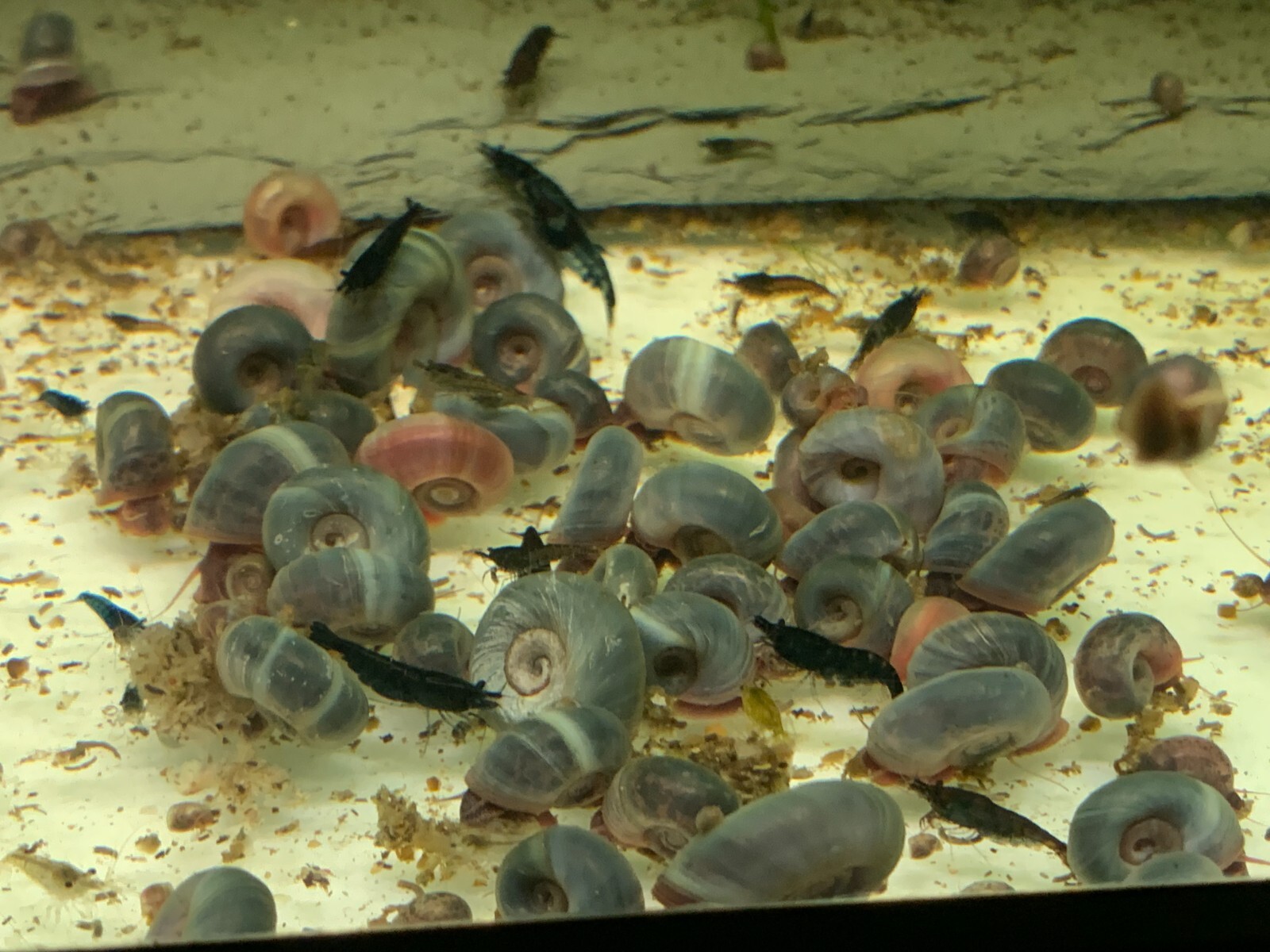Blue Ramshorn Snails Freshwater Aquarium Snail Algae Tank Cleaner USA ...