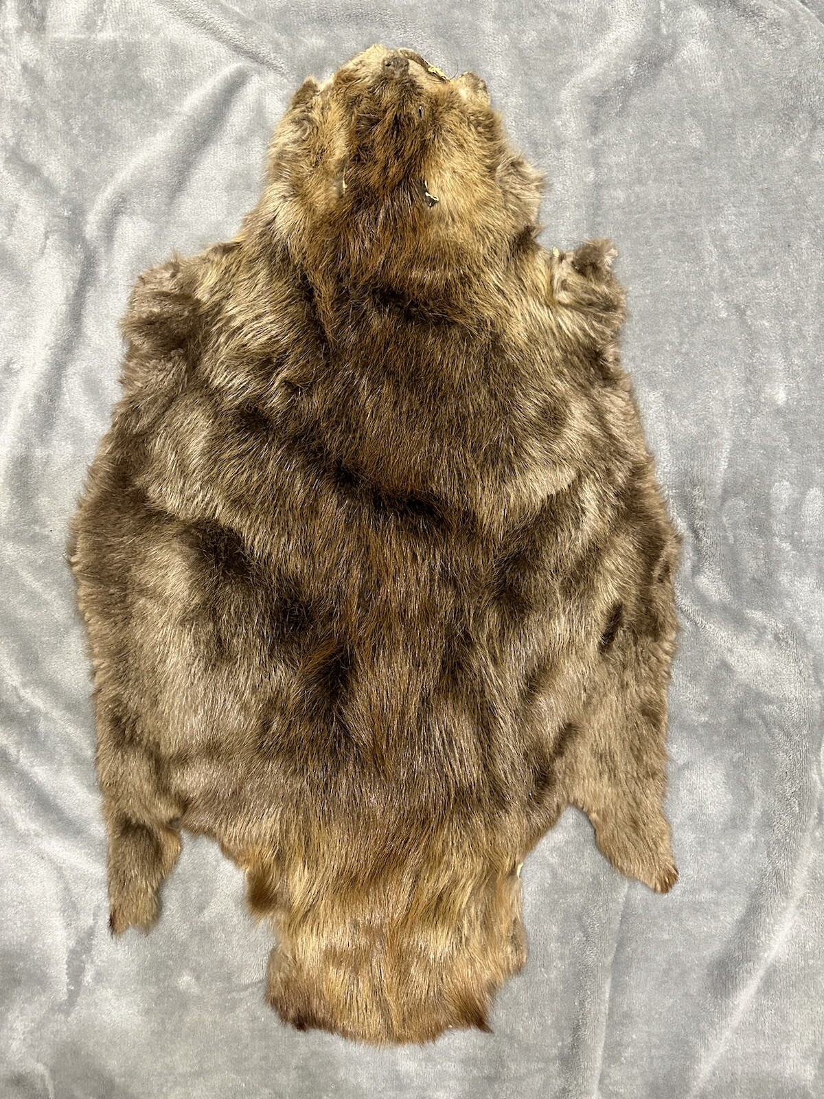 Tanned Beaver Pelts | eBay