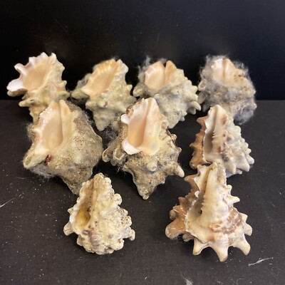 Seashells mix medium lot of 9 | eBay
