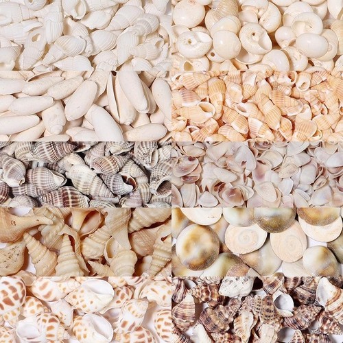 1 Box Sea Shells Spiral Shell Tiny Ocean Spiral Seashells Crafts ...