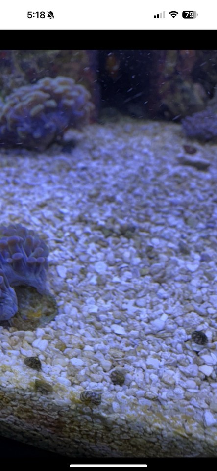 Collonista Snail - Cleanup Crew Pack of 12 - Live Saltwater Marine ...