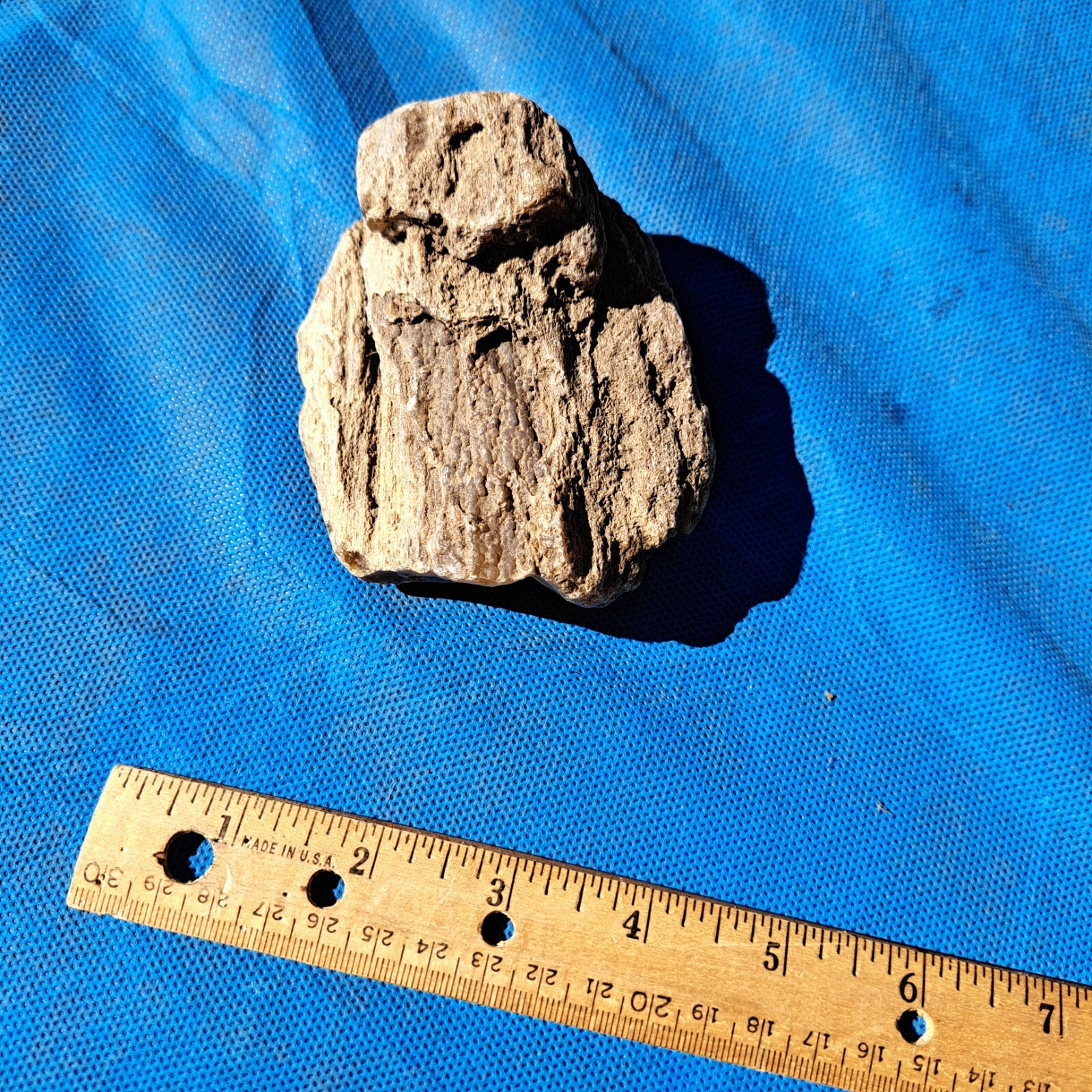 PETRIFIED FOSSIL PALM WOOD AGATIZED COLORADO D1 BASIN PALEOCENE EPOCH 7 ...