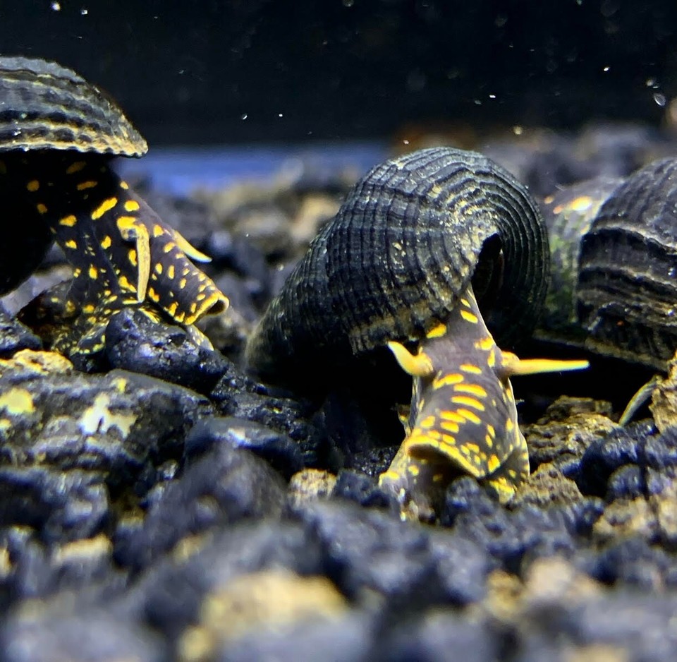 2 Yellow Flake Rabbit Snails (Tylomelania Sp.) - Elephant Snail | eBay