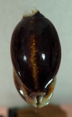 CYPRAEA EGLANTINA NIGER ROSTRATE BIG HYPERROSTRATE | eBay