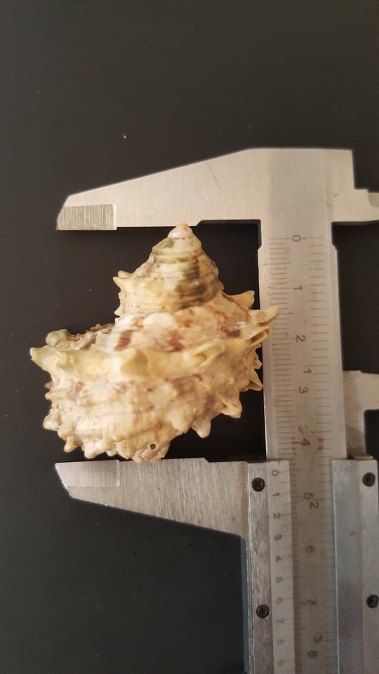 Turbo Radiatus, F+++,Big Size&Exceptional ,With Operculum,From Egypt ...