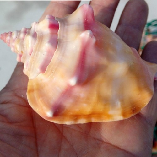 Natural Pink Shell Conch Coral Sea Snail Starfish Home Ornament Fish ...