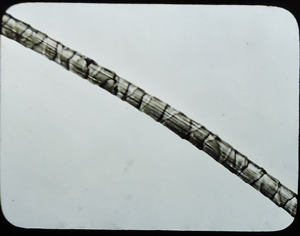MICROSCOPIC CLOSEUP CASHMERE FIBER, ANTIQUE PHOTO ON GLASS | eBay