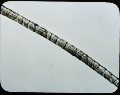 MICROSCOPIC CLOSEUP CASHMERE FIBER, ANTIQUE PHOTO ON GLASS | eBay