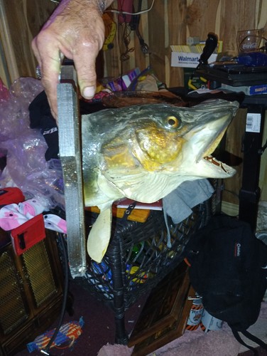 Northern Pike Wall Mount taxidermy Glass Eyes Antique Shield | eBay