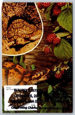 #3818 Ornate Box Turtle Maxi Card w/Pictorial Turtle Cancel | eBay
