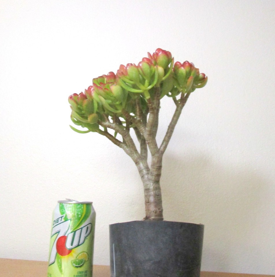 Jade Crosby's dwarf Crassula plant for shohin mame bonsai tree thick ...