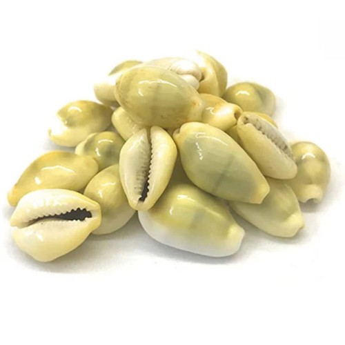 21 Piece Pure Original Yellow Money Cowrie Cowry Shells Seashells india ...