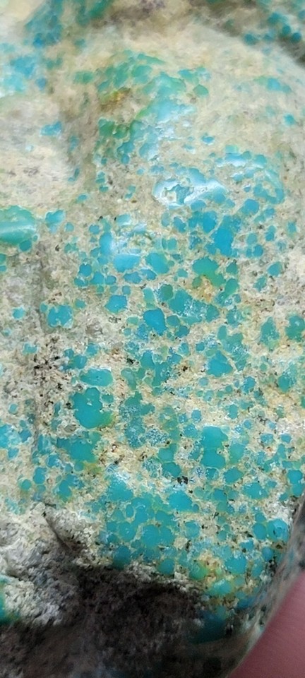 Rare Hard 192 gram Pilot Mtn. NV Big Turquoise Pseudomorph Clam ...