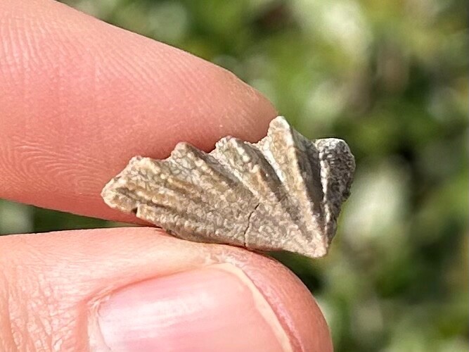 Nice Fossil Lungfish Tooth from Niger Ceratodus Cretaceous Age Fossil ...