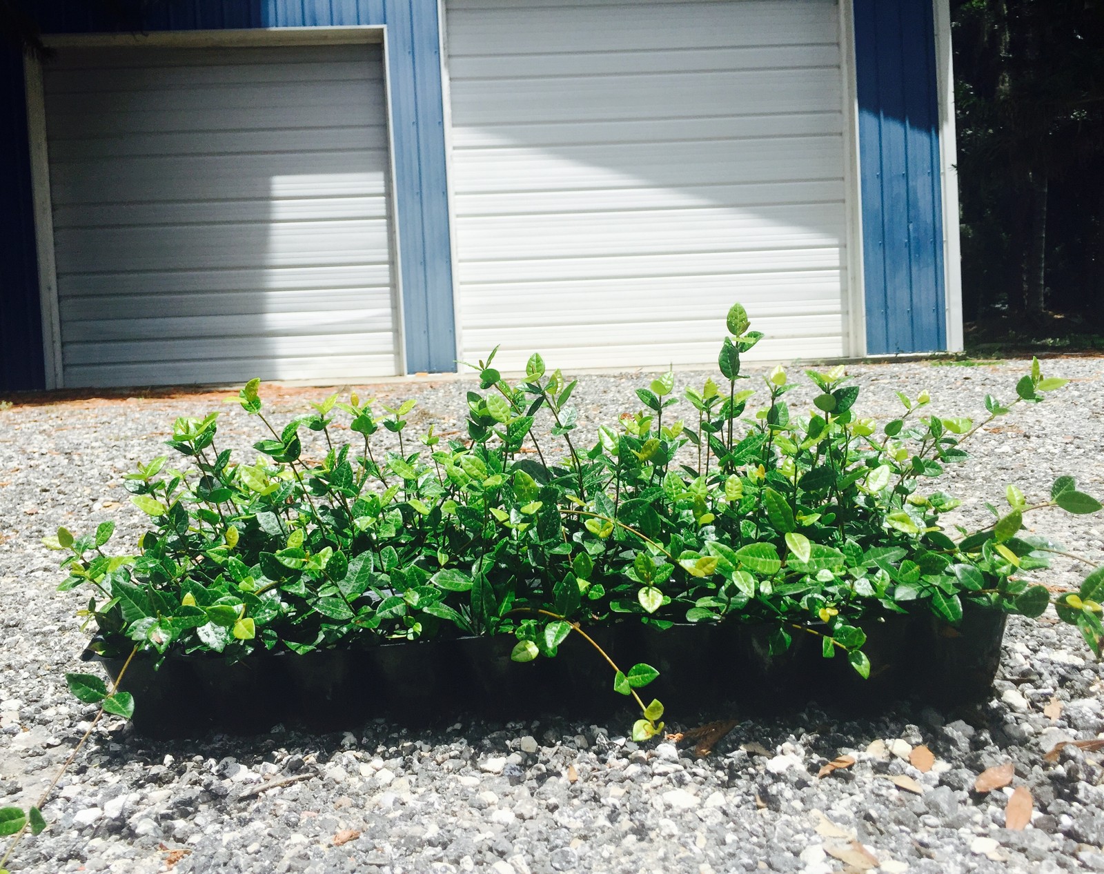 Asian Jasmine Ground Cover