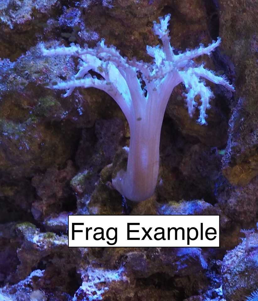 Green Sinularia Tree Frag Beginner, Live Leather Soft Coral, Marine ...