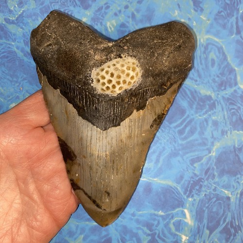 MEGALODON SHARK TOOTH 5.78” HUGE TEETH MEG SCUBA DIVER DIRECT FOSSIL NC ...