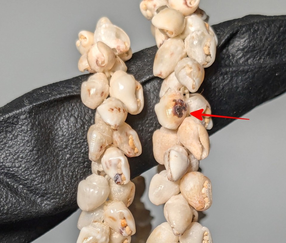 Vintage Ni'ihau Shell Lei Pikake Necklace Long 2 Strand momi shells | eBay