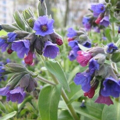 Pulmonaria officinalis ssp. Obscura- 20 Seeds/HP | eBay UK