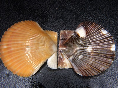 PECTEN PYXIDATUS(SUPER RARE BLACK F):: RARE VERIFIED GULF OF SIAM FORM ...