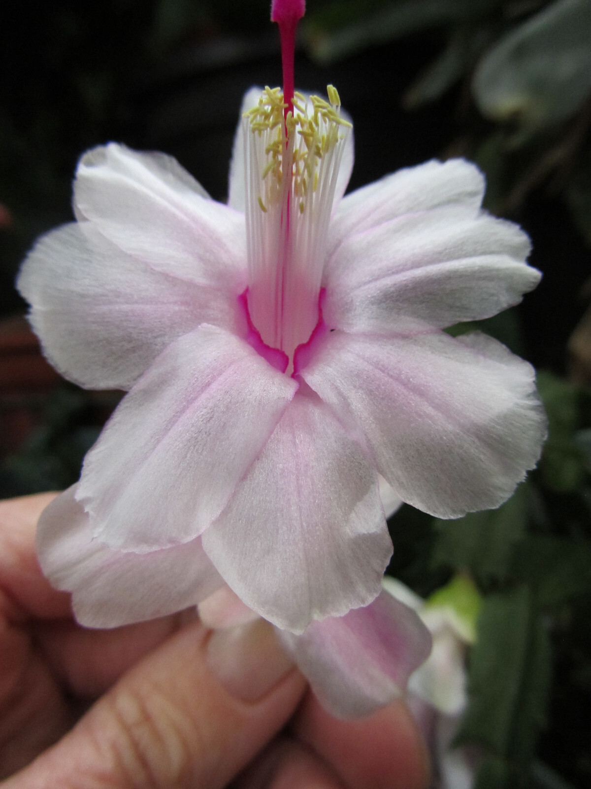 3 x Thor Alice + 3 x White Fantasy Schlumbergera Zygocactus Cuttings | eBay