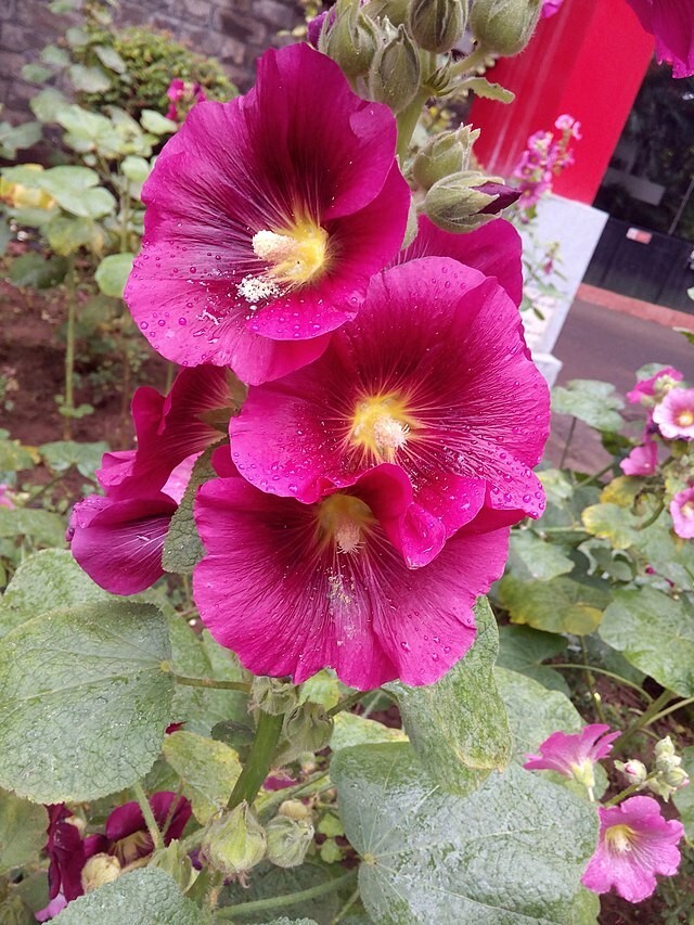 GIANT HOLLYHOCK MIXED COLORS 50 SEEDS, HARDY PERENNIAL, EZ TO GROW, USA ...