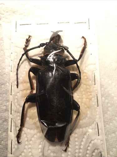 Anthracocentrus Beringi male Tanzania Cerambycidae 76mm | eBay