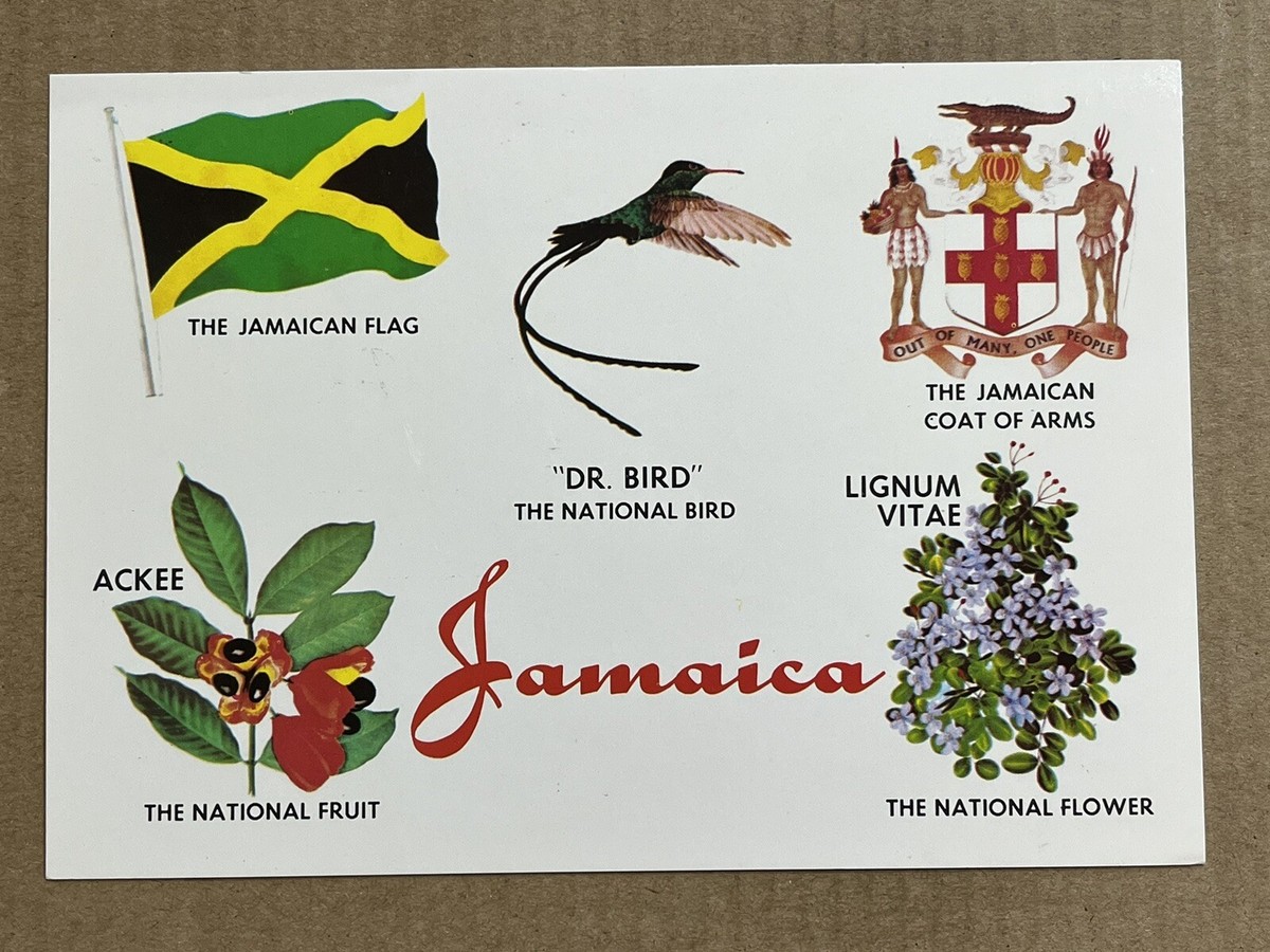 Jamaican National Symbols Bird The Doctor Bird Jamaica Yardie,