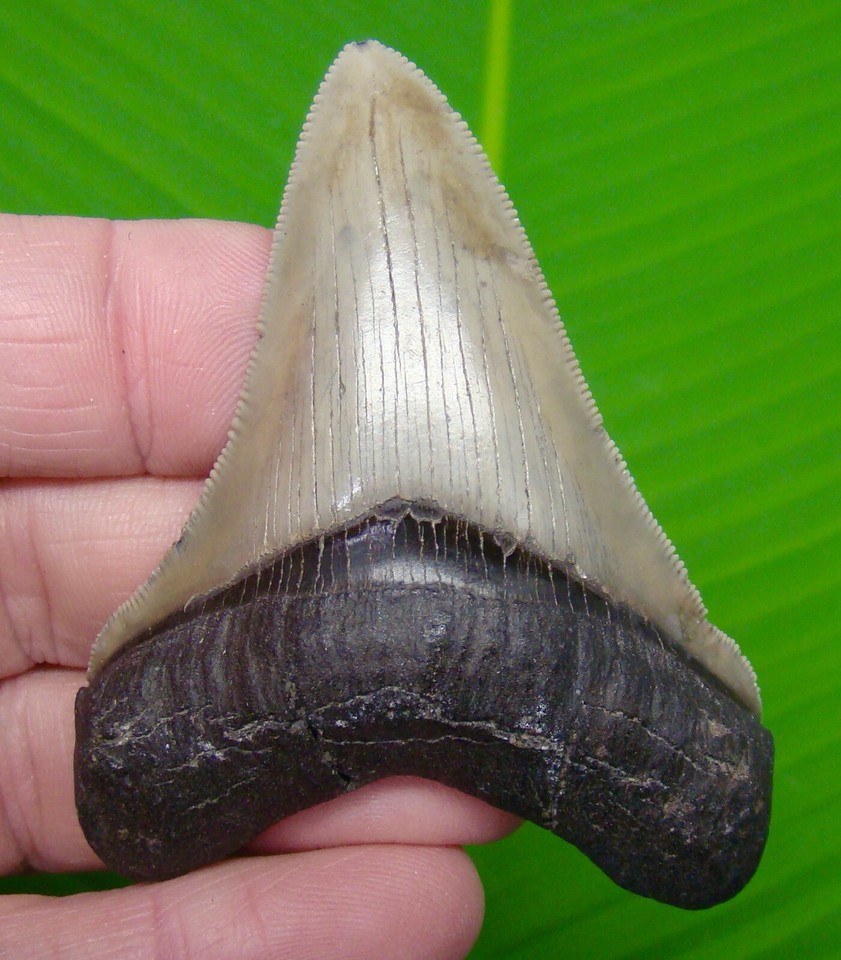 3 & 1/8 CHUBUTENSIS SHARK TOOTH Real Fossil - No Restorations ...