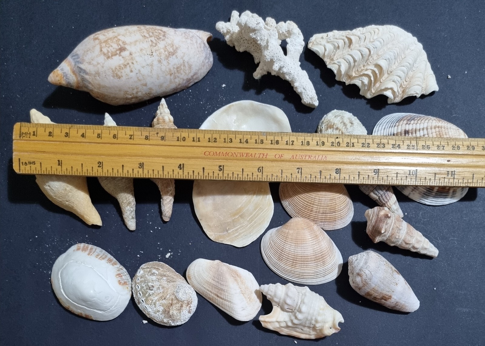 Saltwater Aquariums Large/Med, Natural, Old Sun-bleached Shells Tank ...