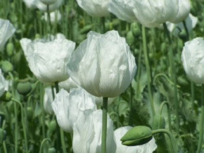 Weisser Mohn - Papaver somniferum - White Seeded Poppy 300+ Samen ...