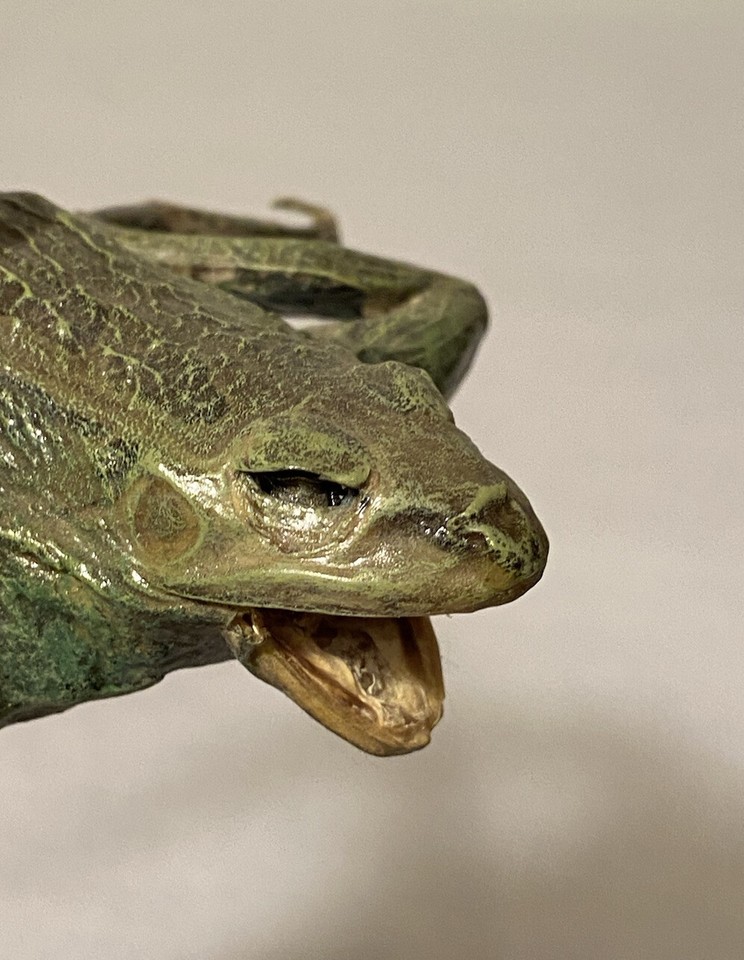 Deformed Mutant 4 Legged Frog Freak taxidermy Sideshow Gaff | eBay
