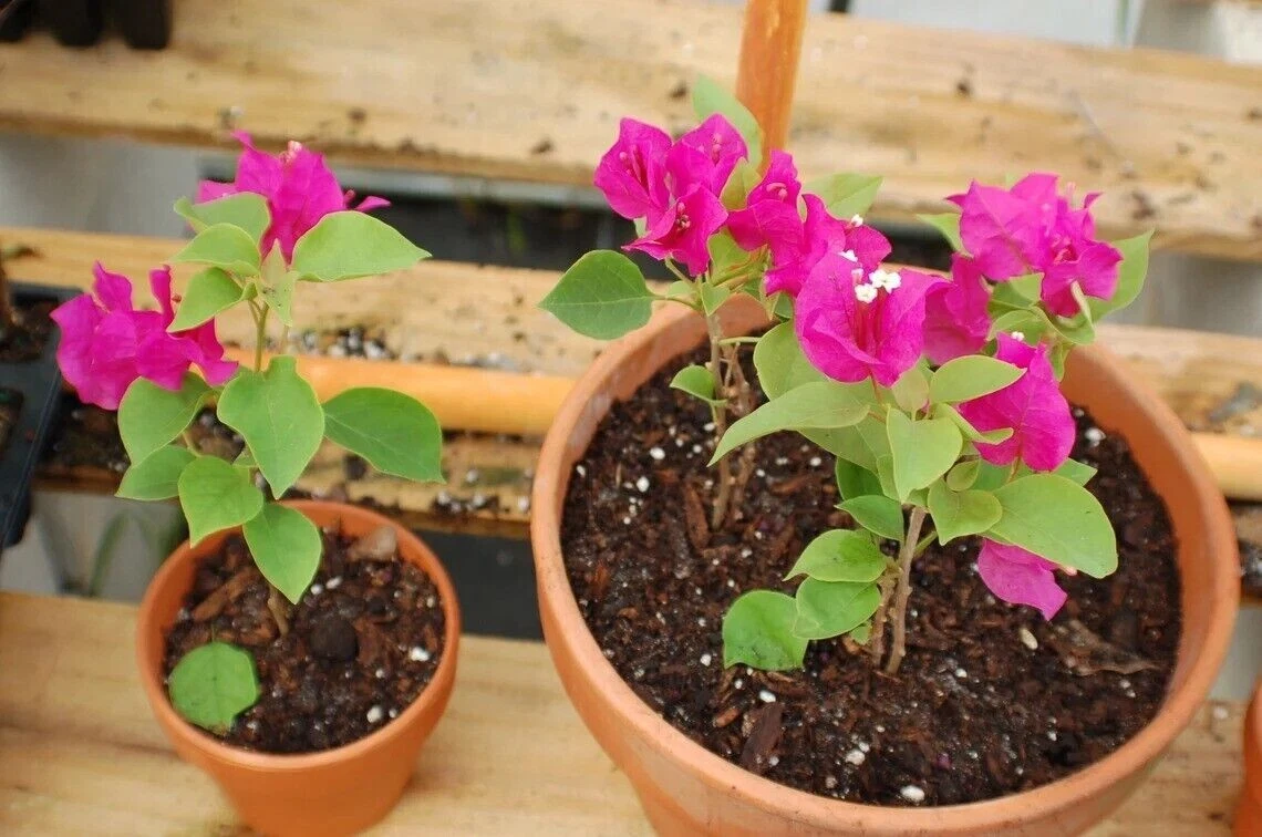 Bougainvillea Growing From Cuttings
