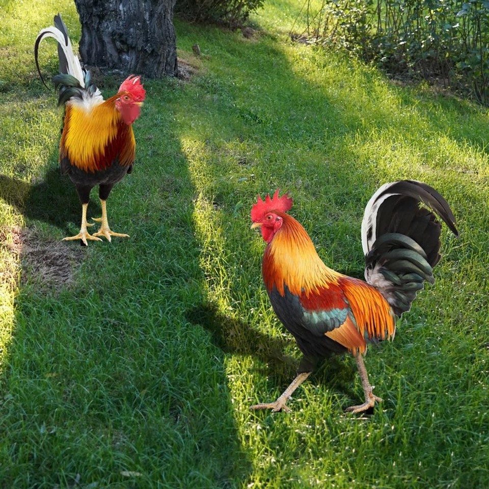 Gallo acrilico colori vivaci giardino arte design affascinante ...