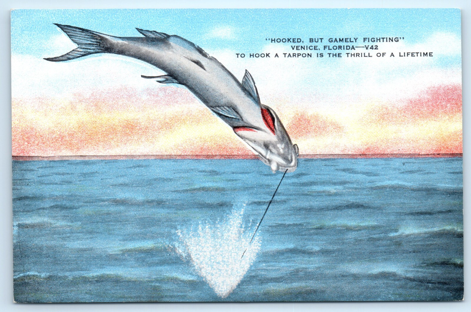 POSTCARD Hooked But Gamely Fighting Venice Florida Hook A Tarpon Thrill ...