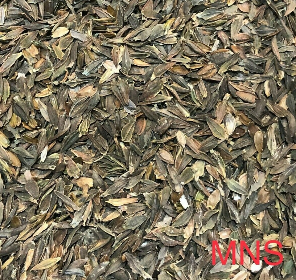 Zinnia BLUSHING BRIDE Mix Cut Flowers Pollinators Weddings! Non-GMO 200 ...