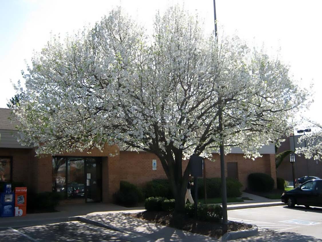 Bradford Pear, (Callery Pear), Pyrus calleryana, Tree Seeds (Fast, Fall ...