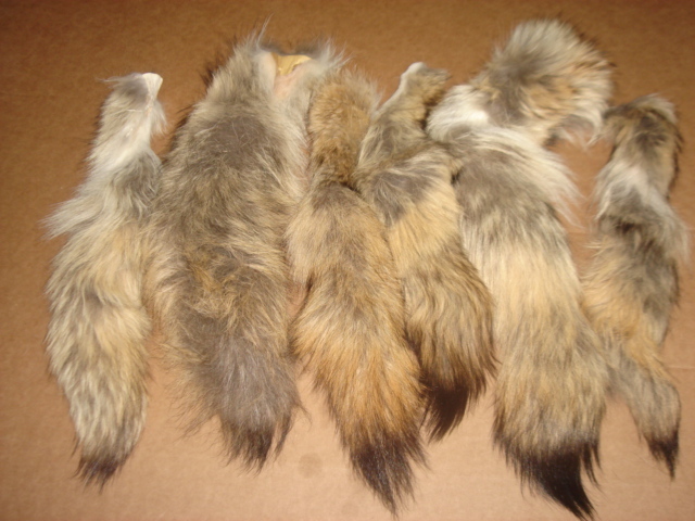 Wholesale Lot of 20 Tanned Eastern Coyote Tails/Crafts/Real Fur Tails ...