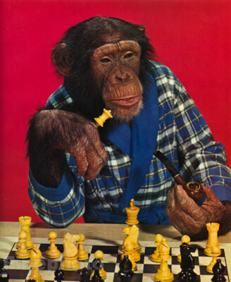1959 Vintage MONKEY HUMOR Chimpanzee CHESS Tobacco Pipe Smoking Animal ...