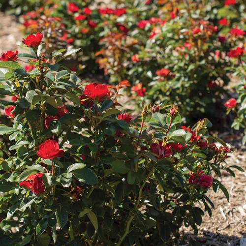 Petite Knock Out® Rose Bush 1 Gallon. | Fresh Roses | Red Flowering ...