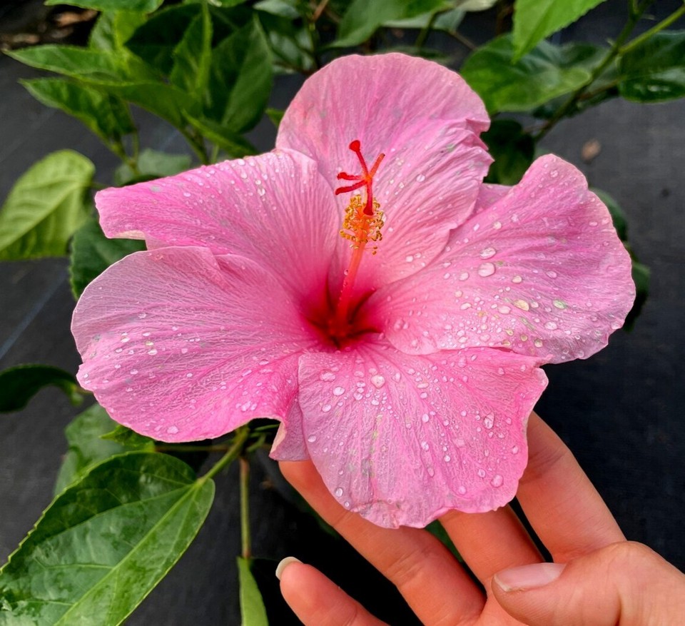 20 Pink Swamp Mallow Rose Seeds "LARGE FLOWER" Hardy Hibiscus Fast ...